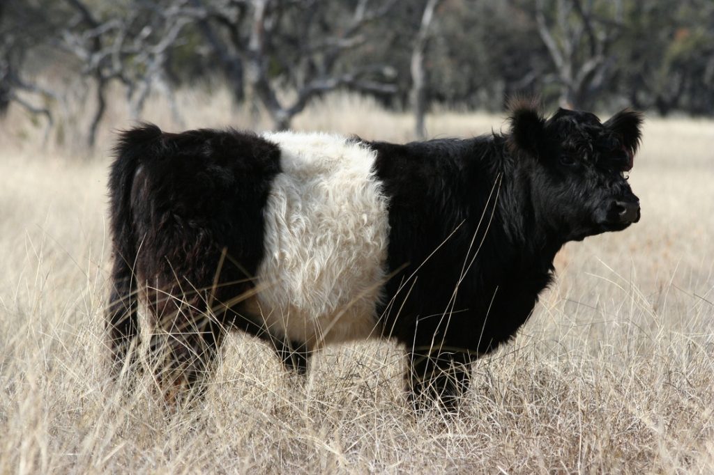 Belted Galloway & Oreo Cows & Cattles For Sale In Texas