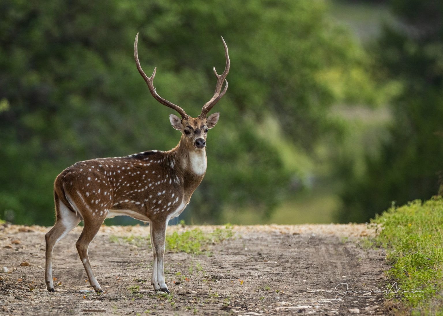 Axis Deer - Josh Jones