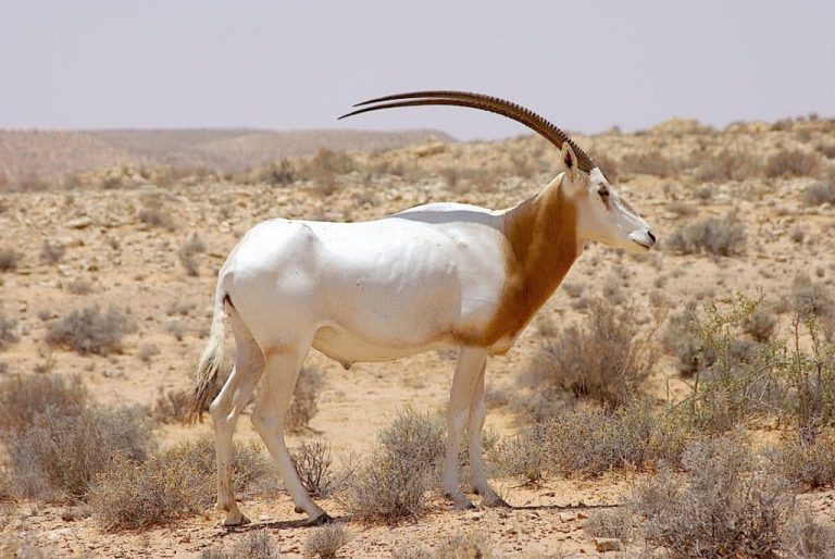 Scimitar oryx - Josh Jones